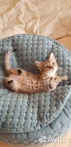 Котенок Боня мальчик шпротик табби 1,5мес