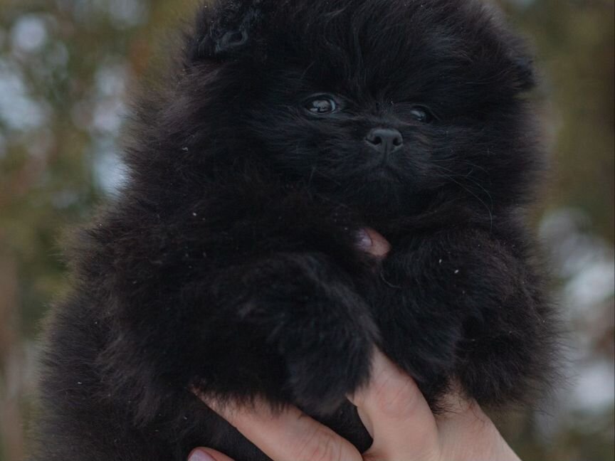 Померанский шпиц графитовая леди