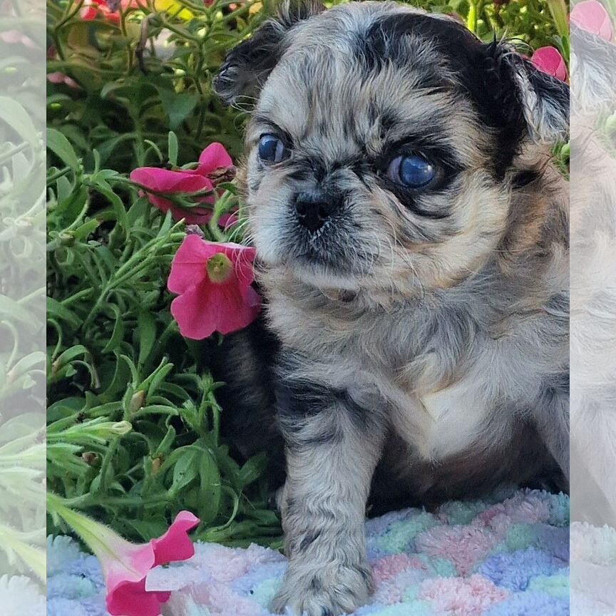 Девочка окрас мерль