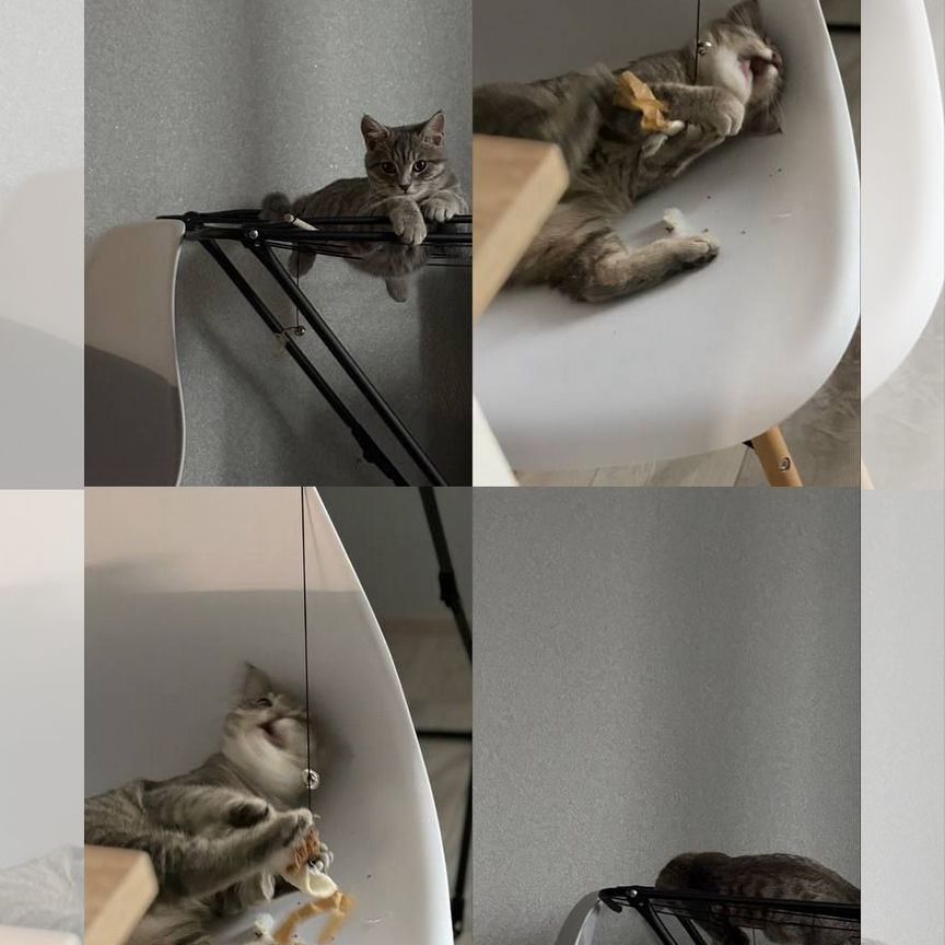 Взрослый кот в добрые руки