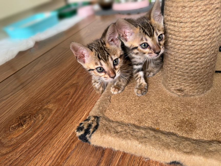 Бенгальские котята