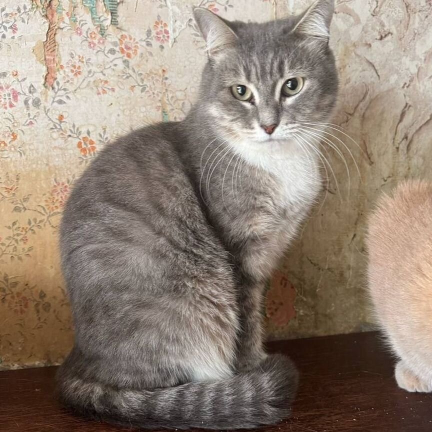 Умерла хозяйка, им нужен дом