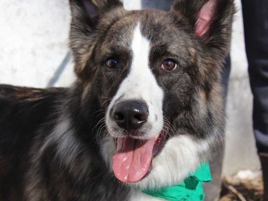 Молодой пёс попал в приют