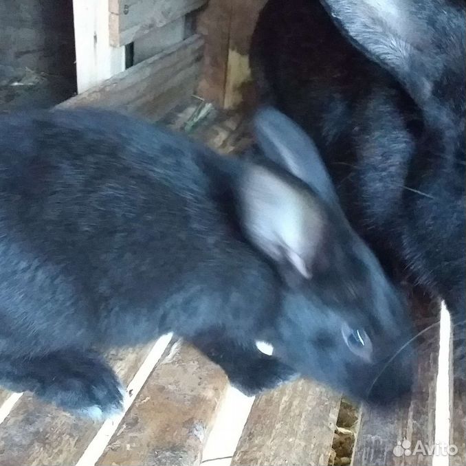 Кролики полтавское серебро и калифорнийцы