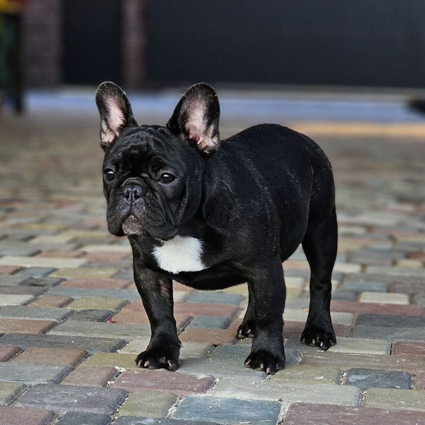 Бульдог французский