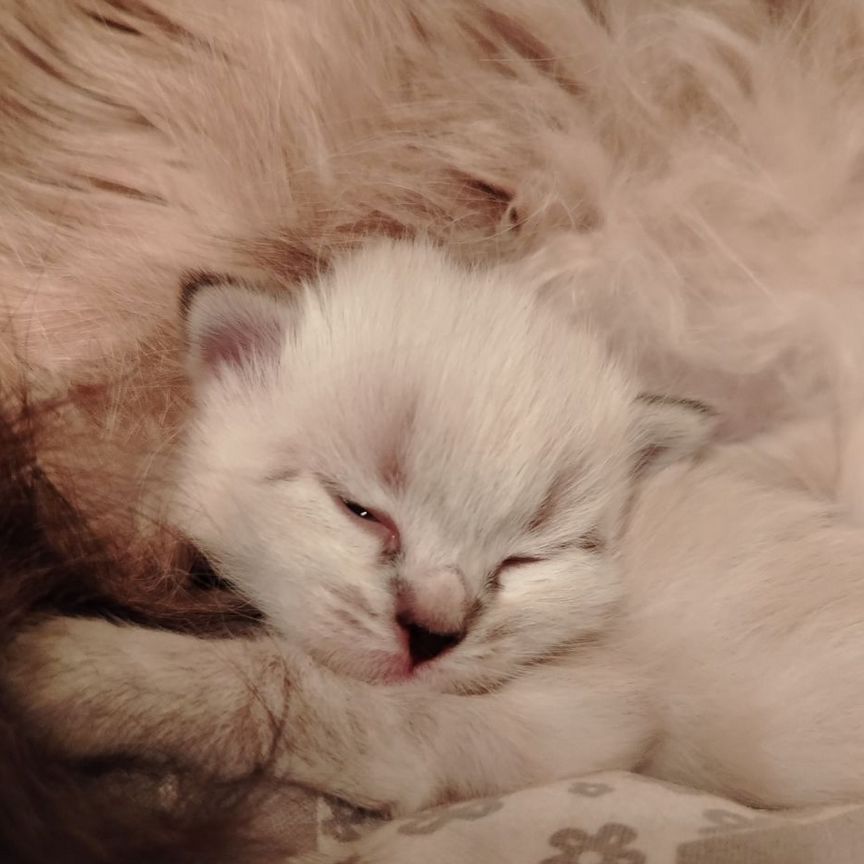 Невский маскарадный котёнок