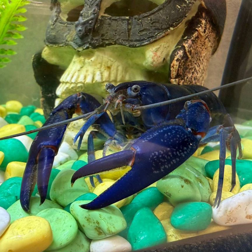 Синий флоридский рак  весь комплект