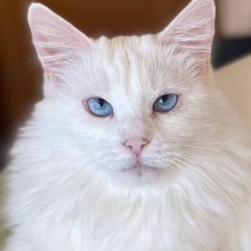 Снежная кошка в поисках дома