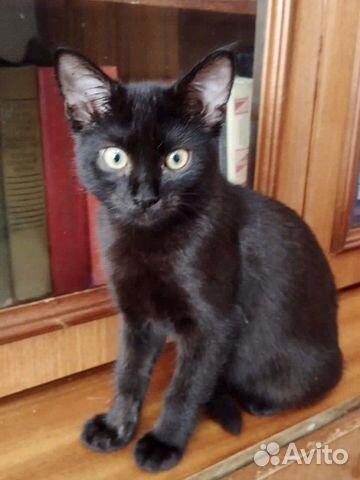 Котенок девочка в добрые руки