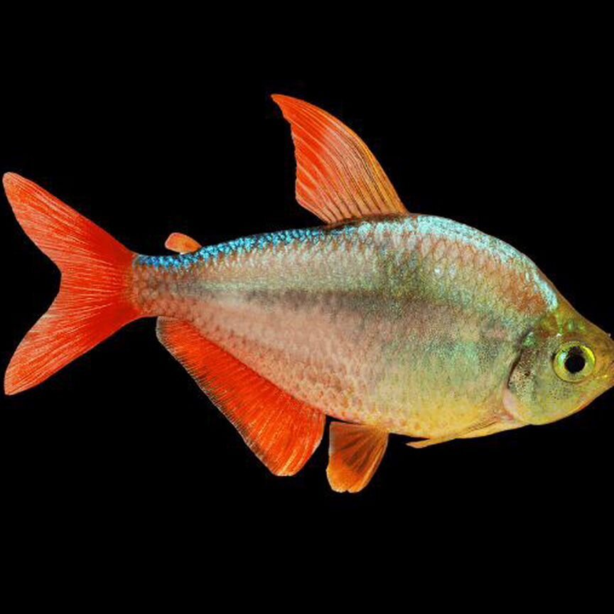 Отдам огненные тетры 5 шт