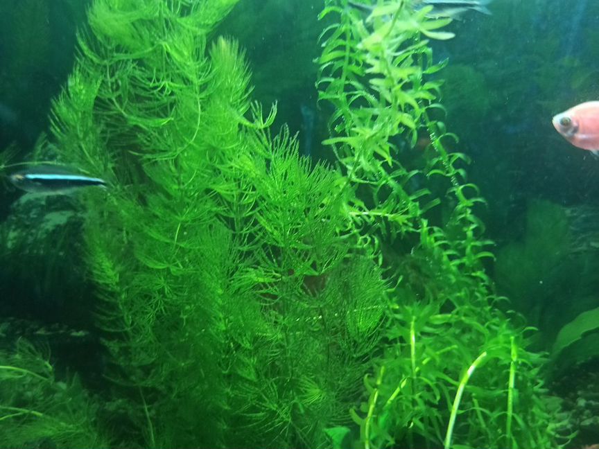 Аквариумные растения