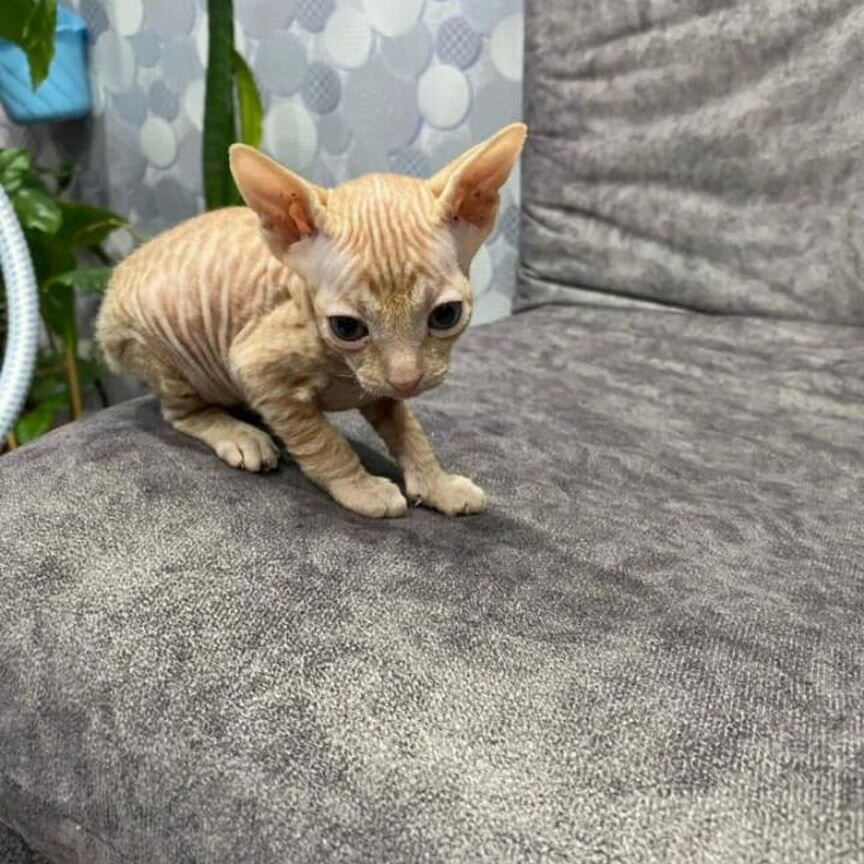 Донской сфинкс котята