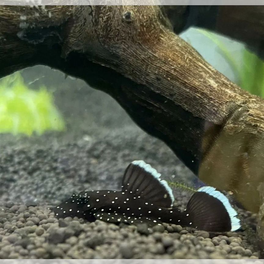 Анциструс звездчатый L 181