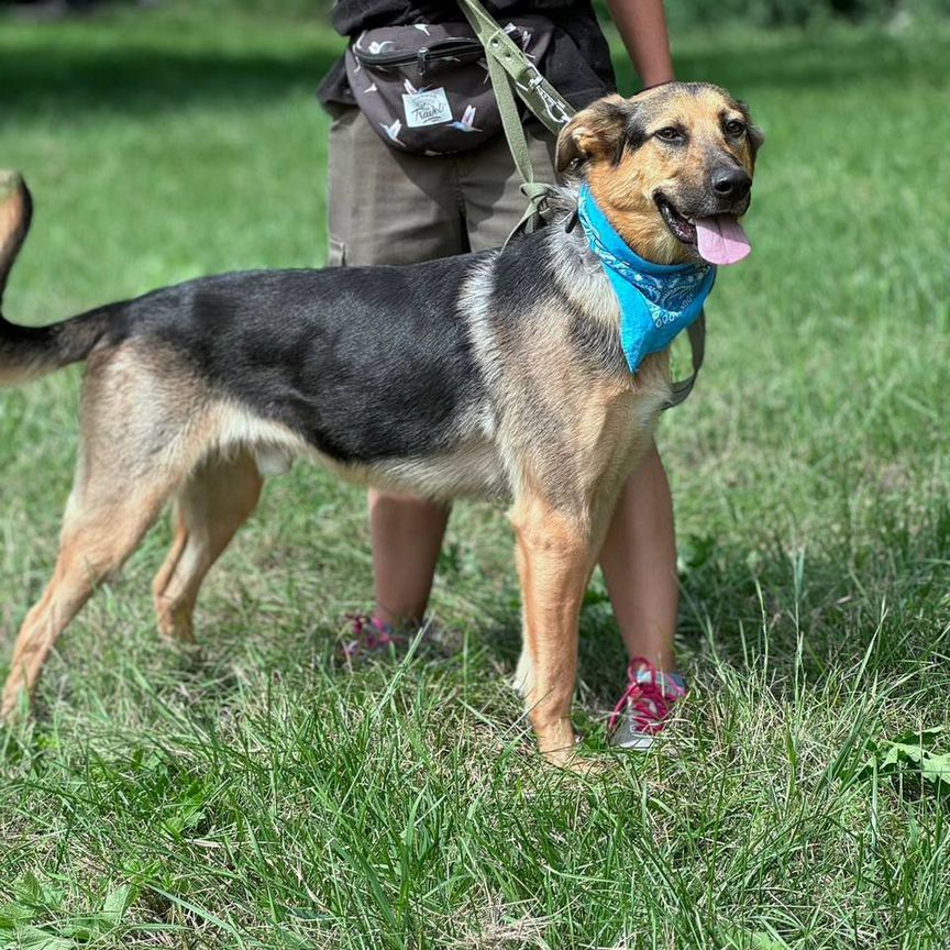 Собака в добрые руки отдам бесплатно