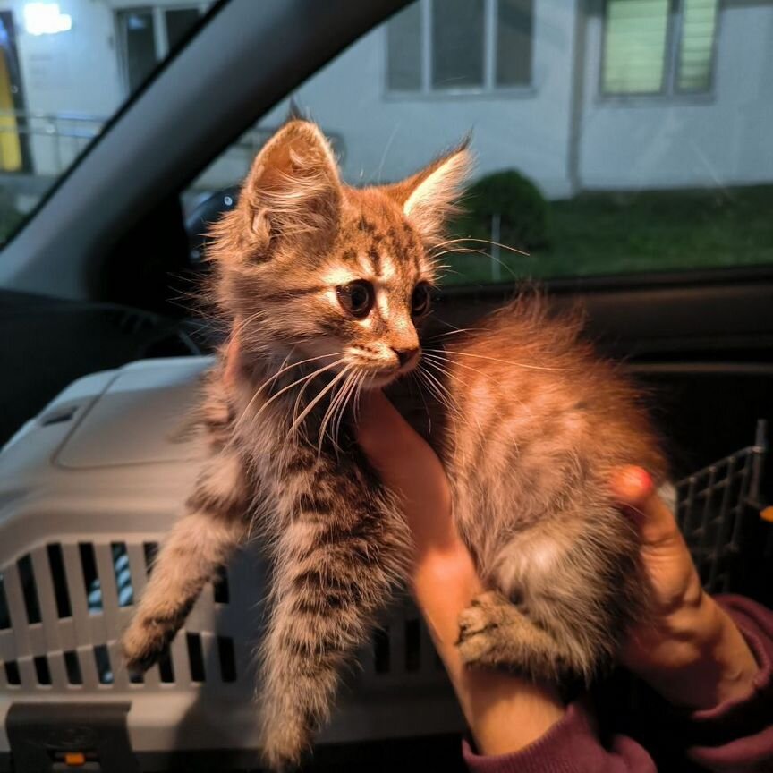 Котенок пушистый мальчик 2,5 мес