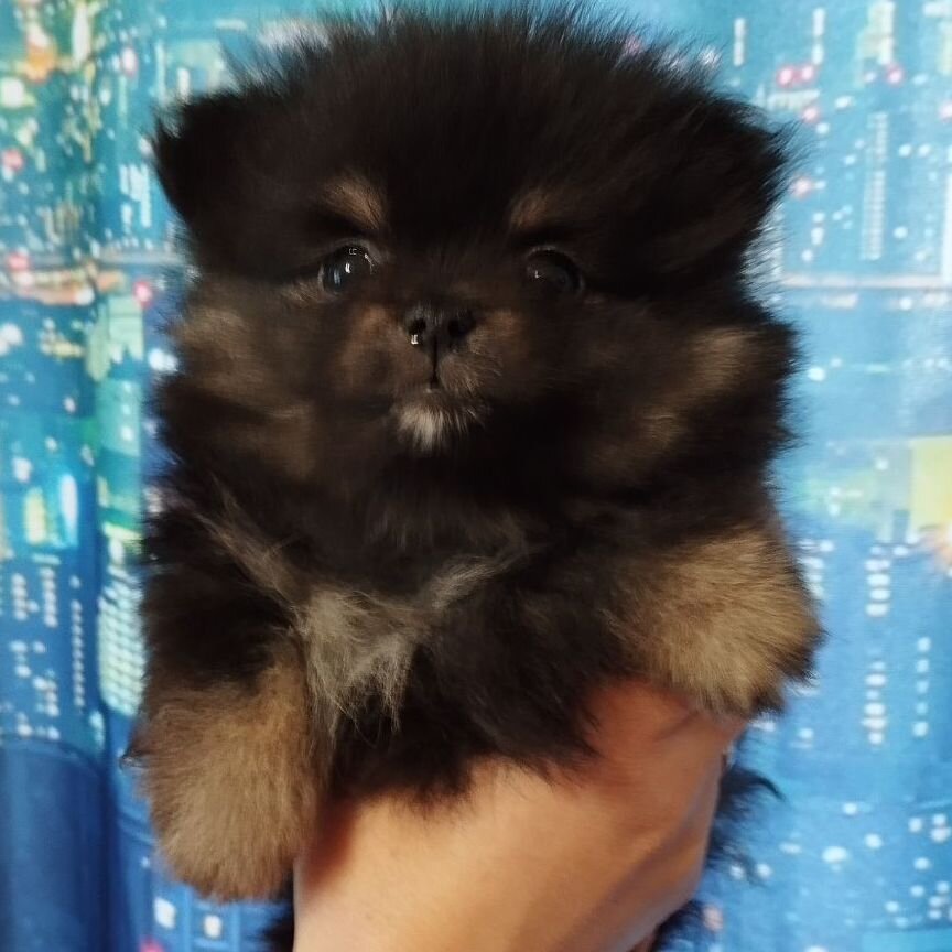 Померанский шпиц, щенок