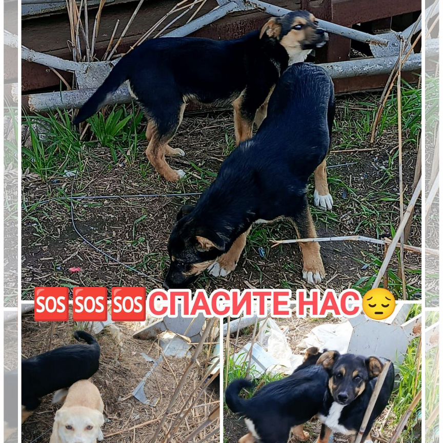 Щеночки ищут дом