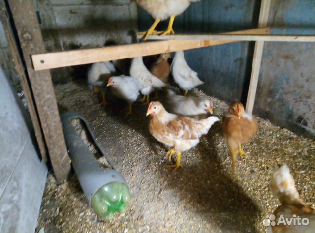 Цыплята петушки кур несушек