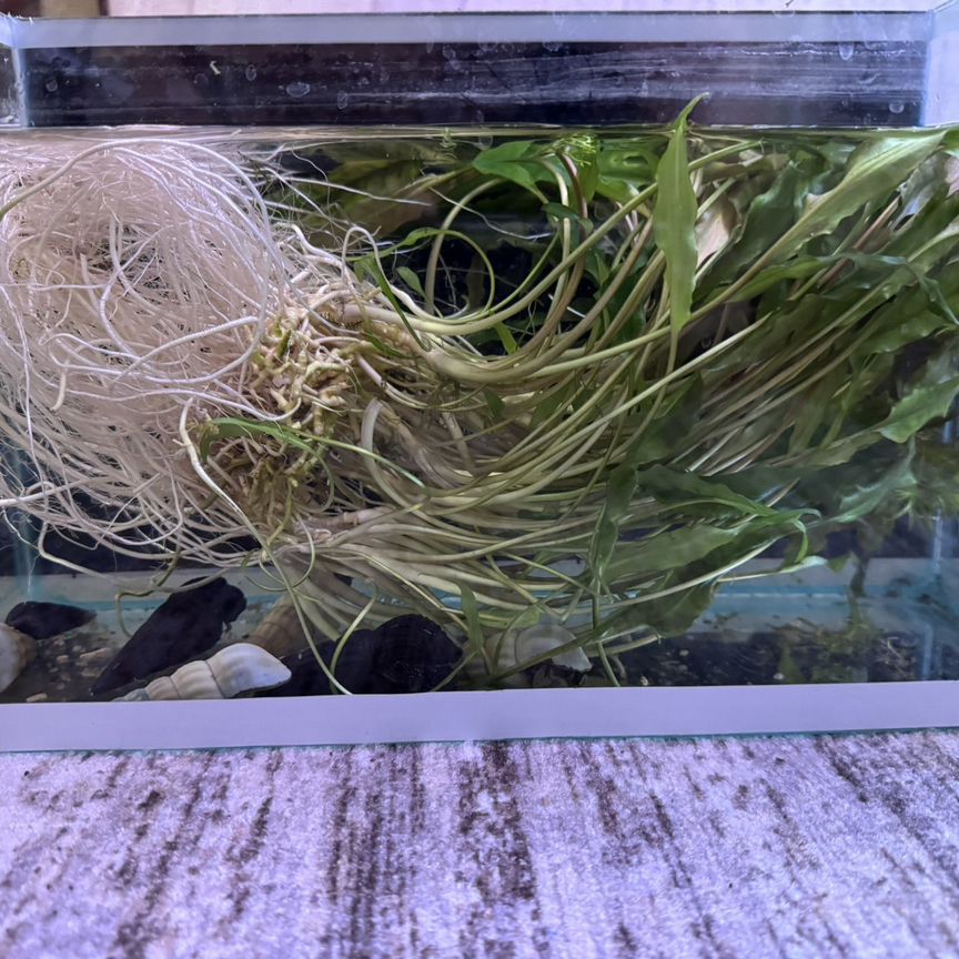 Криптокорина Вендта