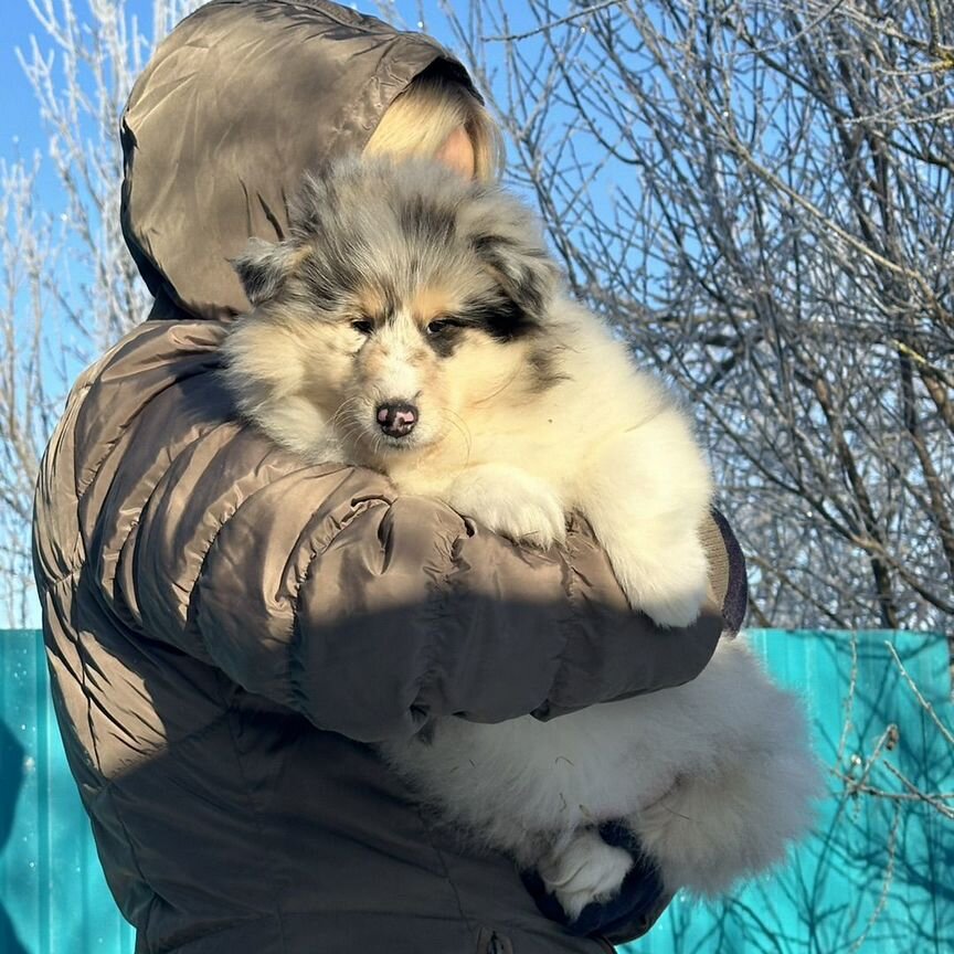 Колли мрамор девочка