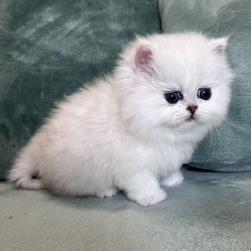 Персидский котёнок