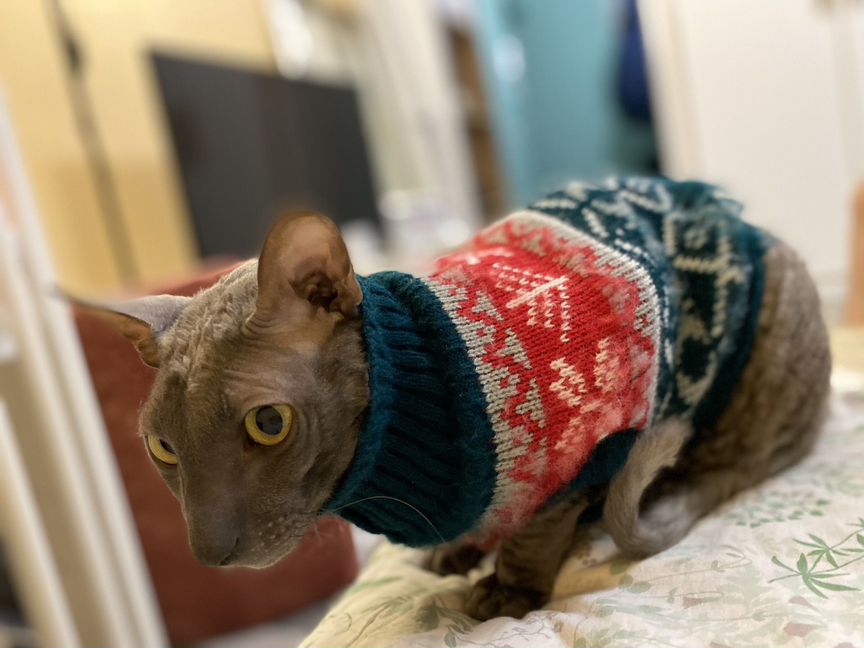 Свитер для кота