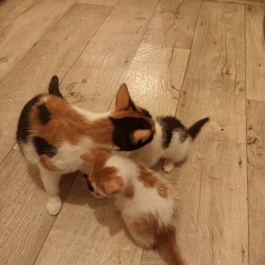 Котята в добрые руки