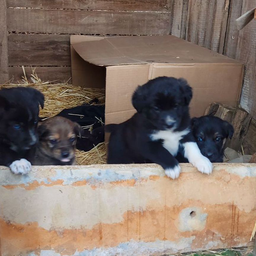 Отдам щенков в самые добрые руки