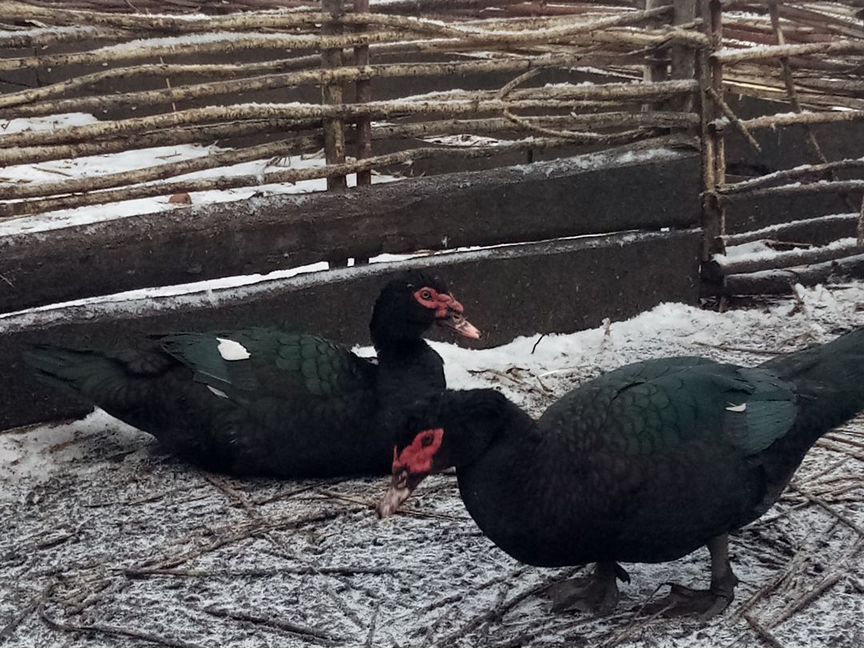 Индоутки тяжёлая линия