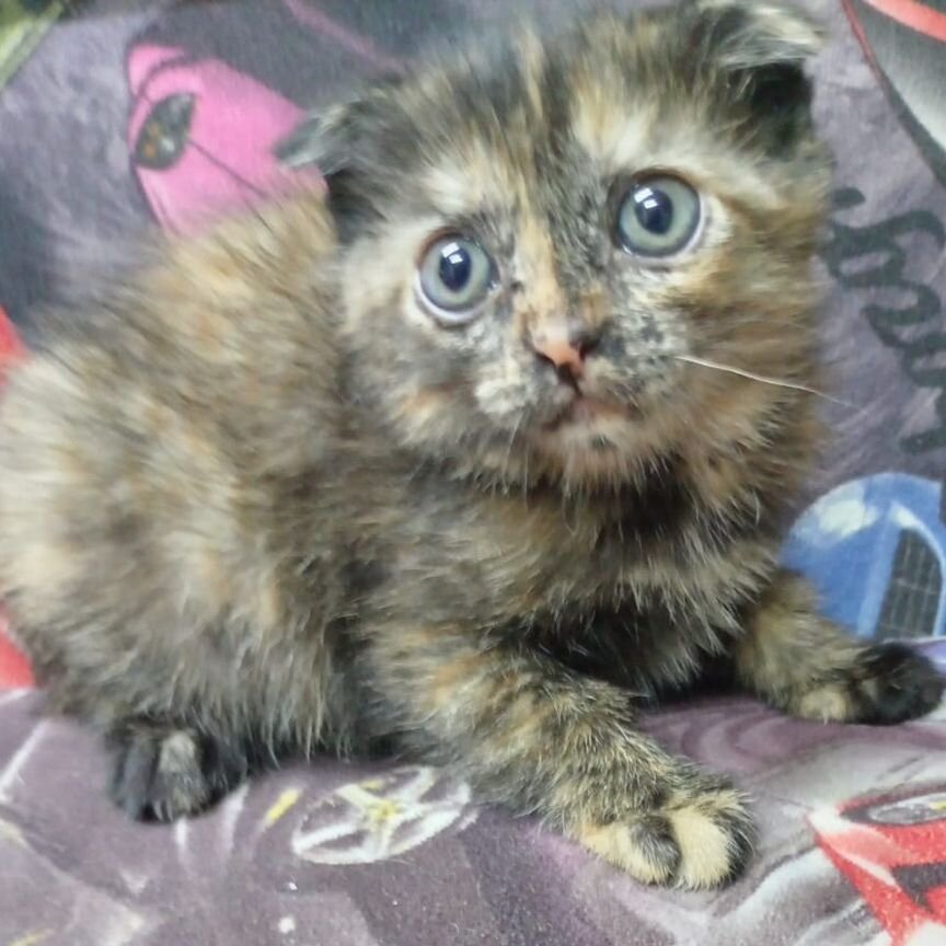 Шотландский вислоухий короткошёрстный котёнок
