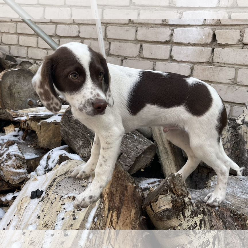 Русский охотничий спаниель, щенок