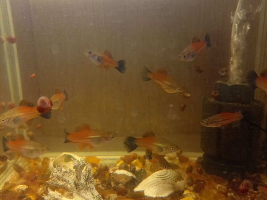 Рыба меченосцы зелёные