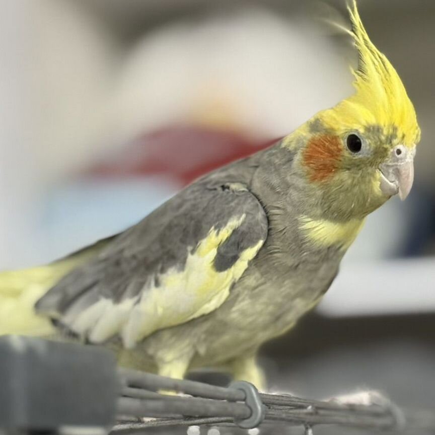 Попугай корелла