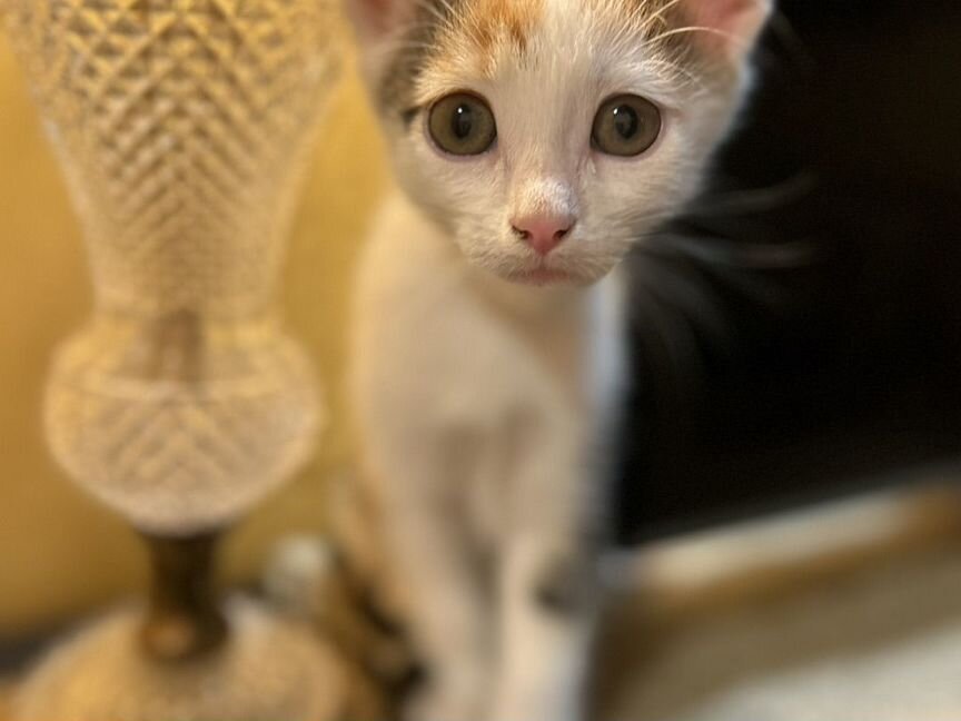 Трехцветная кошка Принцесса