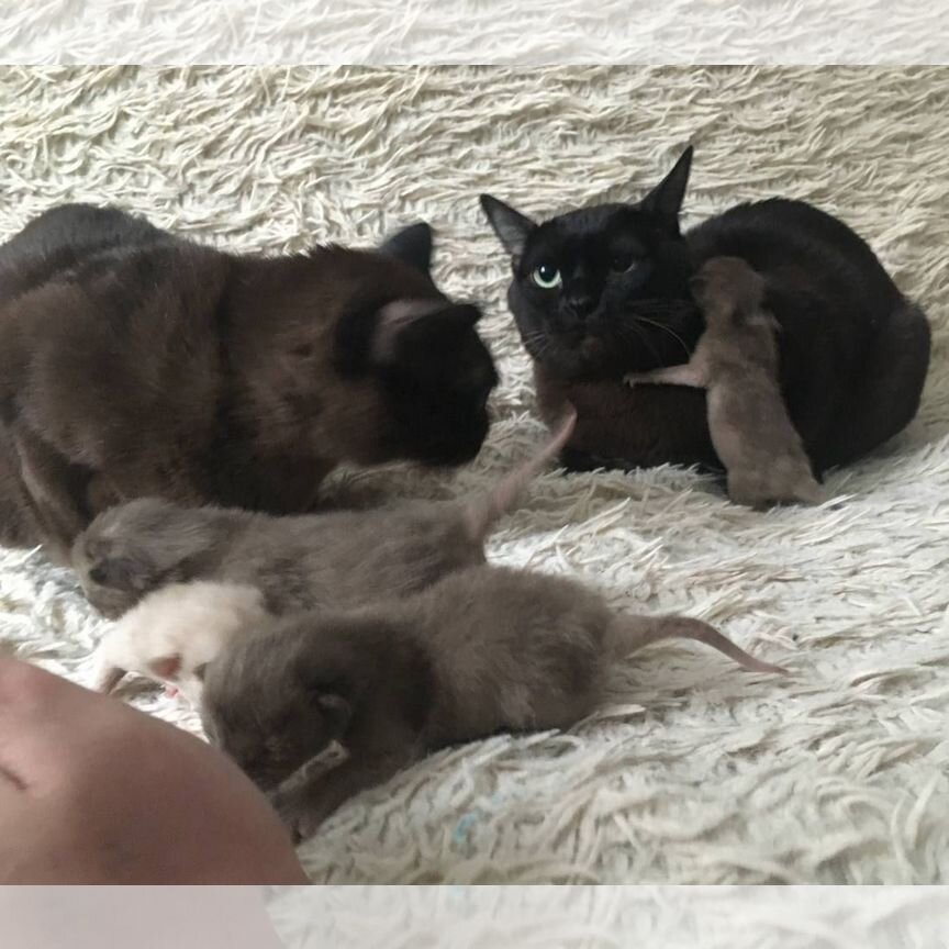 Американский бурманский котёнок