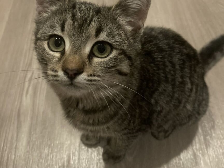 Котёнок в добрые руки
