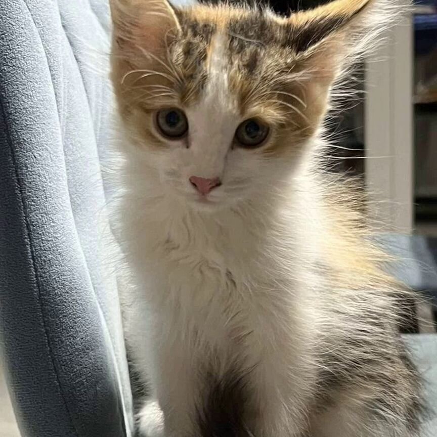 Котенoк тpexцвeтный 2 месяца