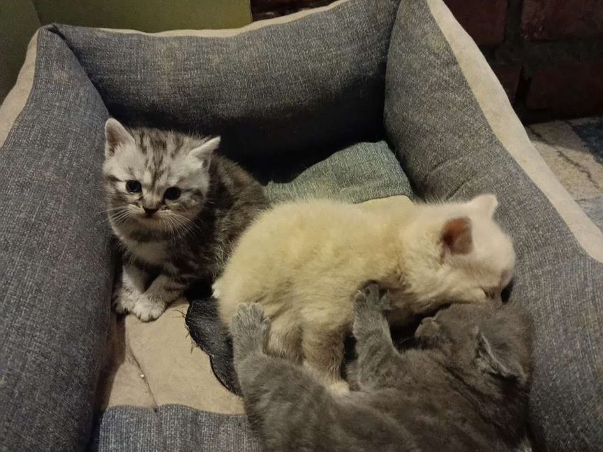 Шотландские котята