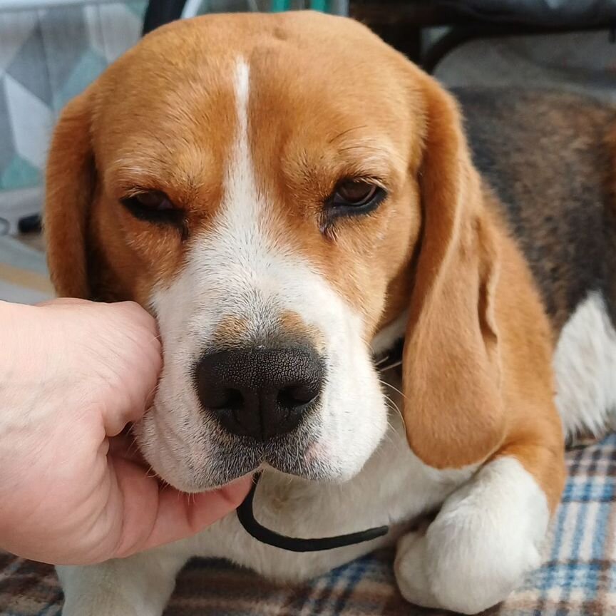 Бигль, взрослая собака