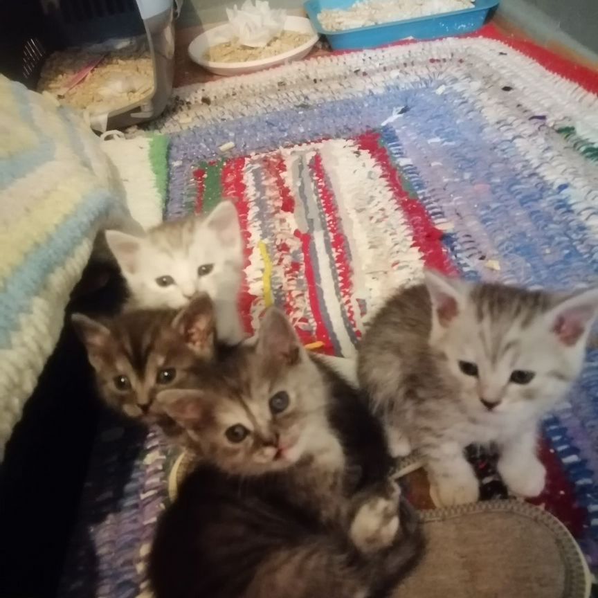 Котёнок в добрые руки