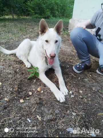 Швейцарская овчарка