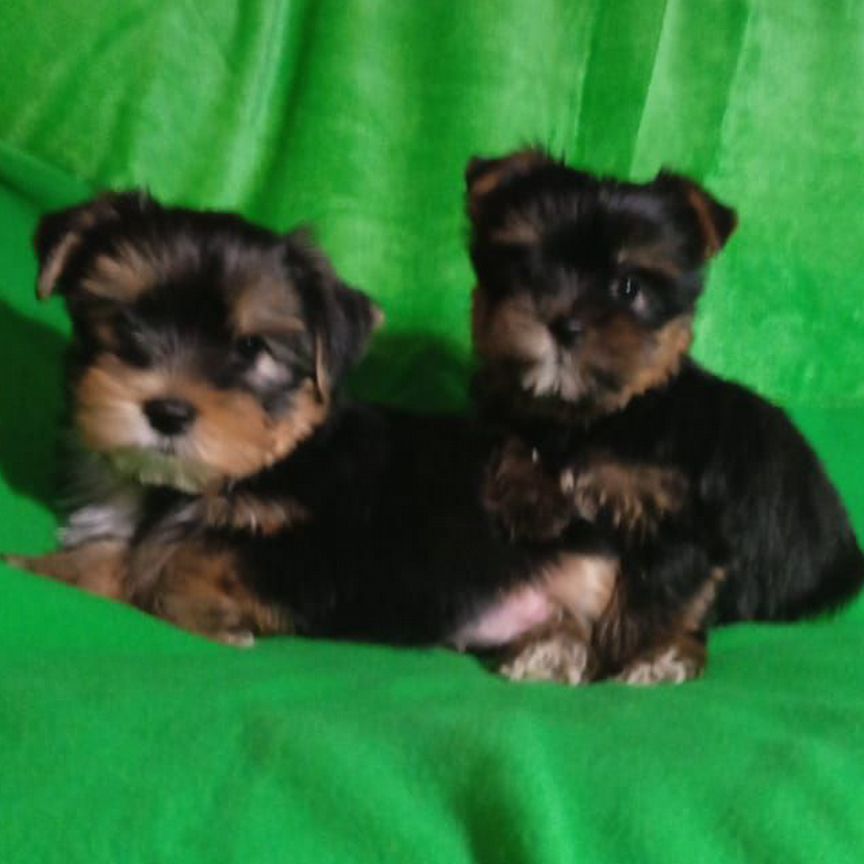 Йоркширский терьер