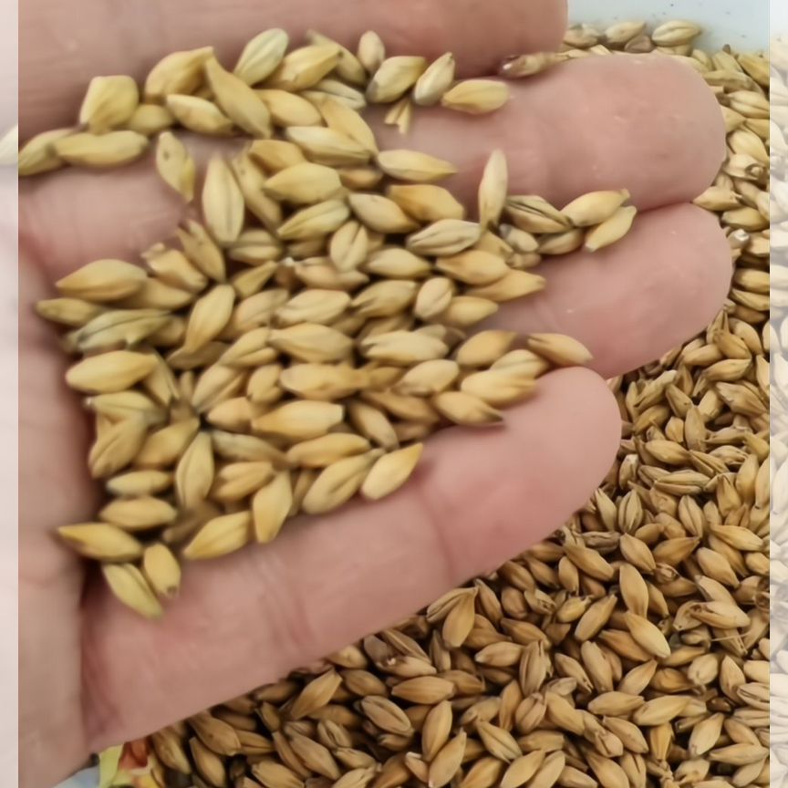 Солод ячменный