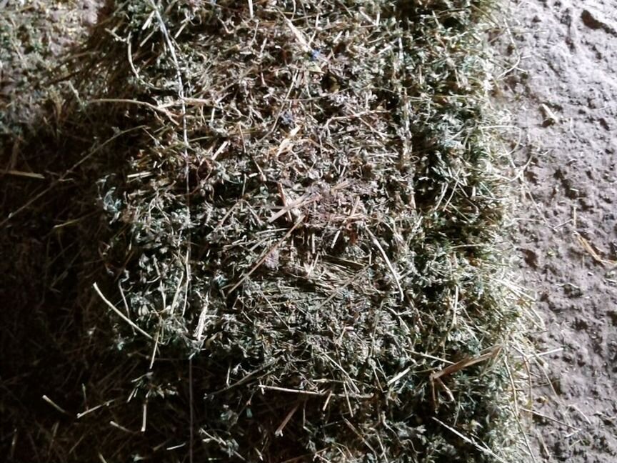 Сено люцерны