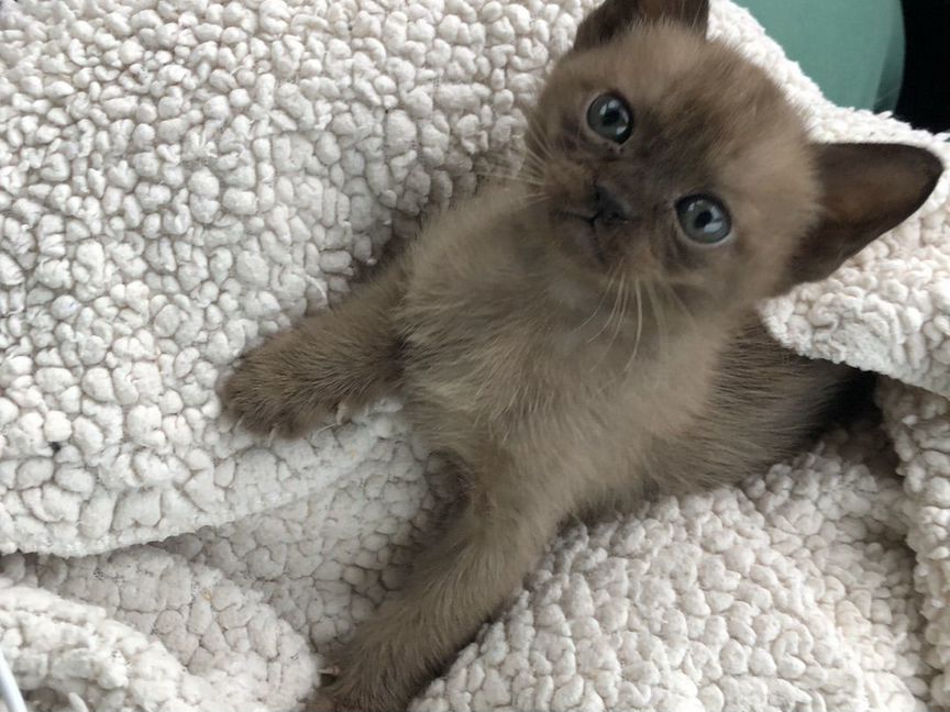 Бурманские котята
