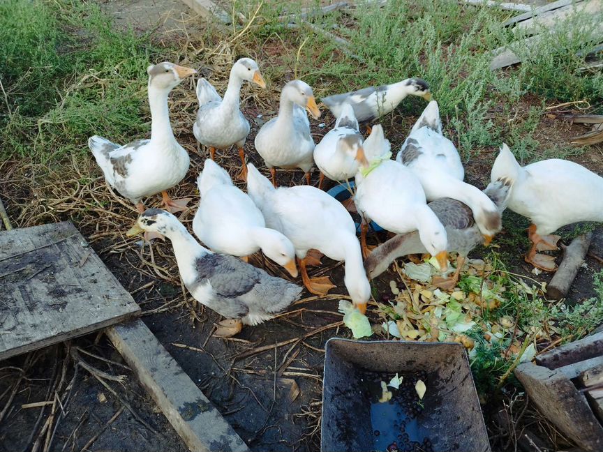 Гусята