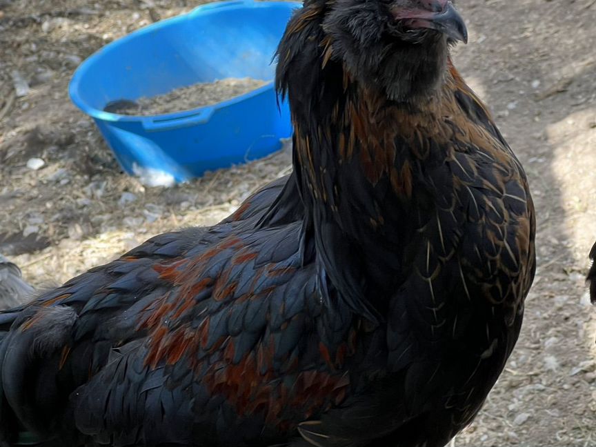 Петушки Амераукана