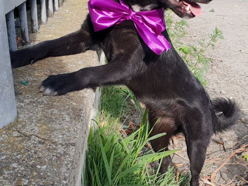 Черничка ждет ма и па