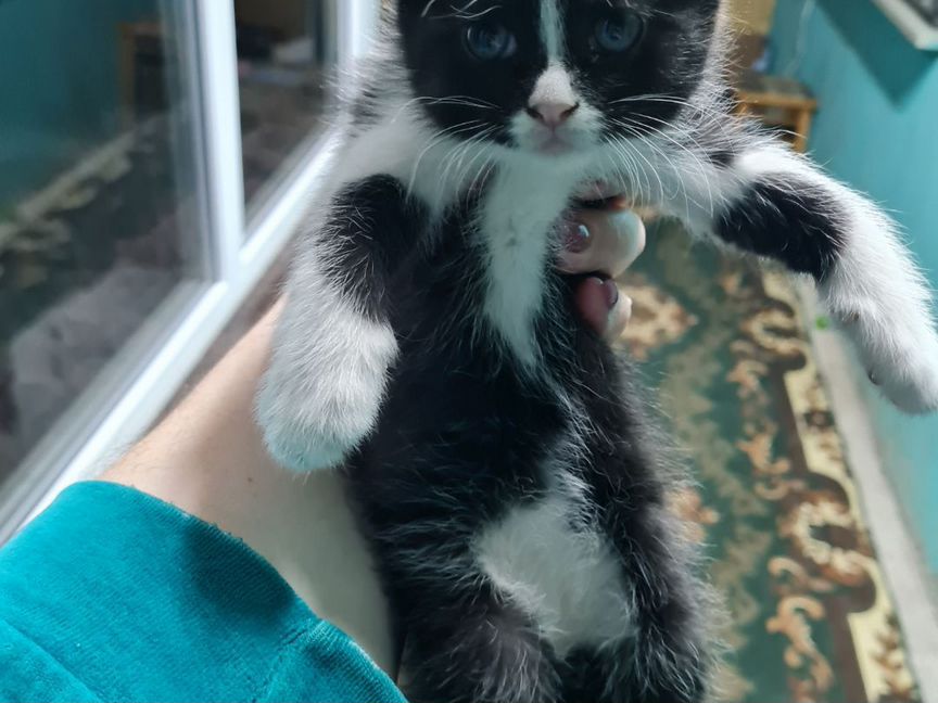 Кошки в добрые руки бесплатно