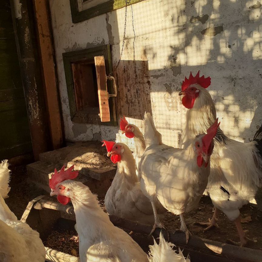 Куры несушки